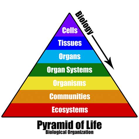 Pyramidchart Pyramidoflifebioorganizationwitharrow BIOLOGY JUNCTION
