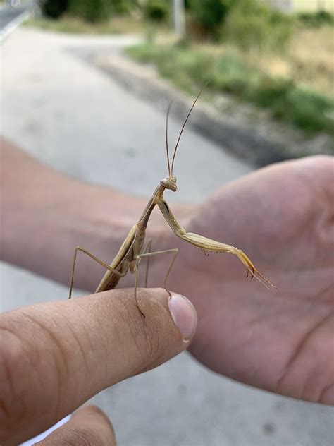Mantis Insect Catching Free Photo On Pixabay Pixabay