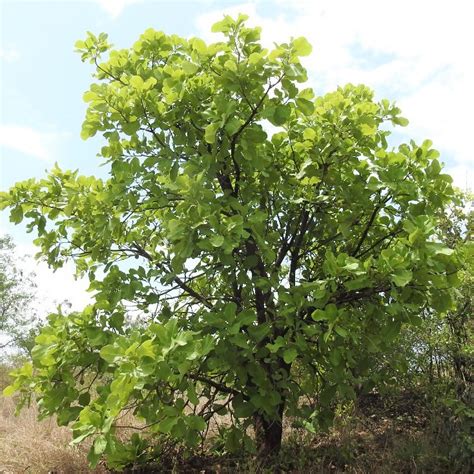 Careya Arborea Forrest Ecology