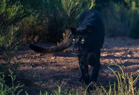 Black Wild Cat Domestic