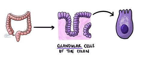 What Is Glandular Cells At Tamara Hall Blog