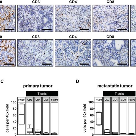Pdf Genetically Engineered Mouse Models Of Pancreatic Cancer The Kpc