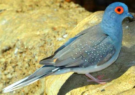 Pygmy Turtle Dove Sciifii Wiki Fandom