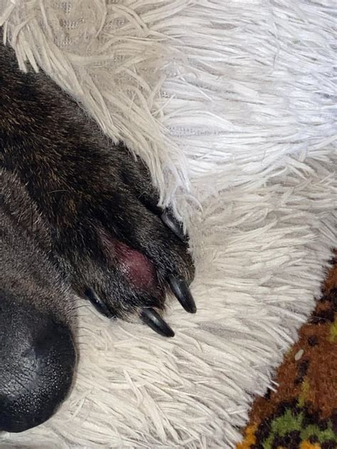 Interdigital Cysts Rdog