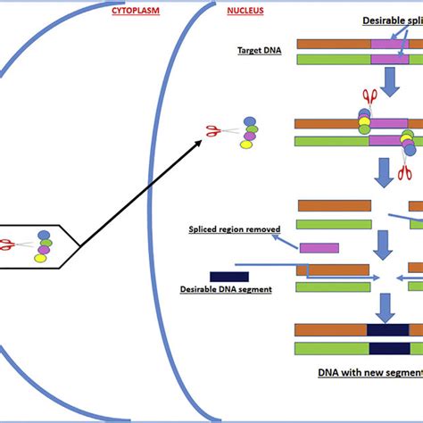 Pdf Genome Editing Technologies Concept Pros And Cons Of Various