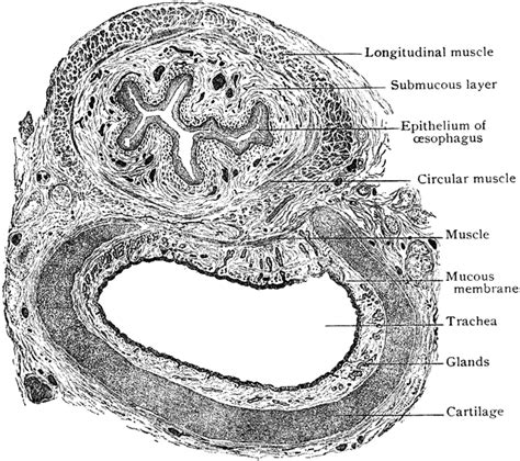 Transverse Section Of Trachea And Esophagus Clipart Etc