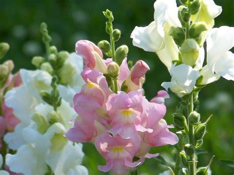 Best Flowers For Your Backyard Patio Pink And White Snapdragons