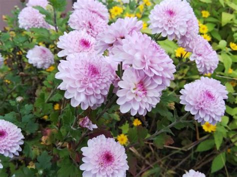 ポンポン菊の特徴と育て方栽培記録 ラクして楽しむガーデニング