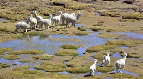 Cambio Climático Afecta A La Ganadería Y Agricultura Radio San Martín