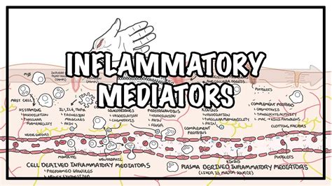 Inflammatory Mediators In The Pathogenesis Of The Role Of Inflammatory