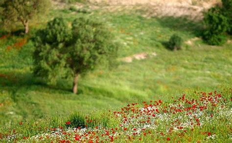 زیبایی های کردستان در فصل بهار تصویری