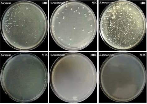 Minimum Inhibitory Concentration And Minimum Bactericidal Download
