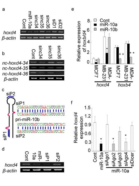 Mir 10a Induced Transcriptional Inhibition Of Hoxd4 Is Related To