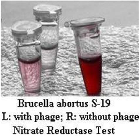 Phage Based Nitrate Reductase Test In Small Tubes Download Scientific Diagram