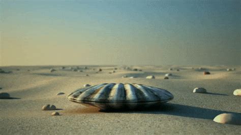Scallop Shell S Find And Share On Giphy