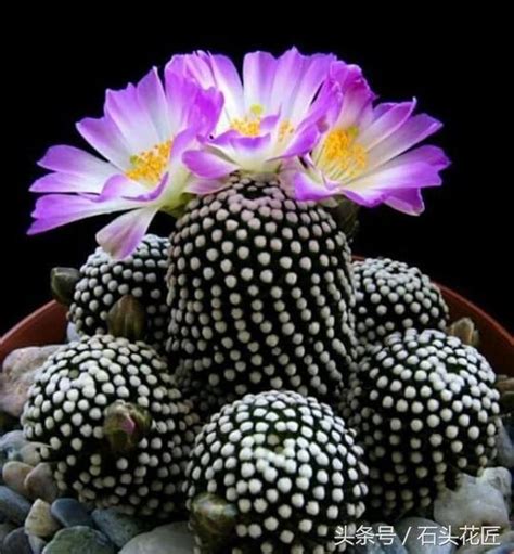 花友：仙人球養了三年都不見開花？從這5方面改善 每日頭條