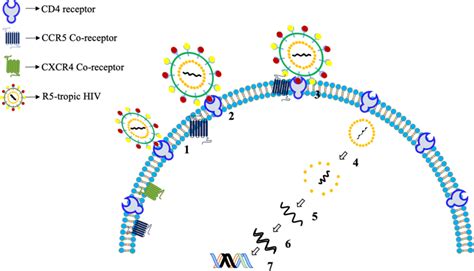 Co Receptor Mediated Hiv Infection 1 R5 Hiv 1 Finds Cd4 Expressing