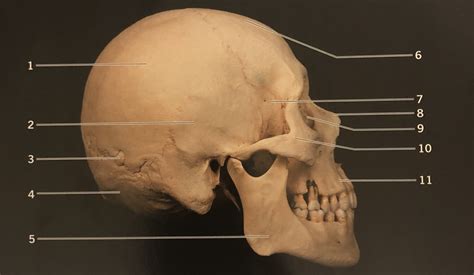 Axial Lab Skull Lateral View Diagram Quizlet