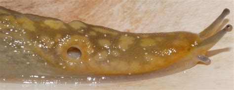 Photographing Slugs For Identification North Sutherland Wildlife Group