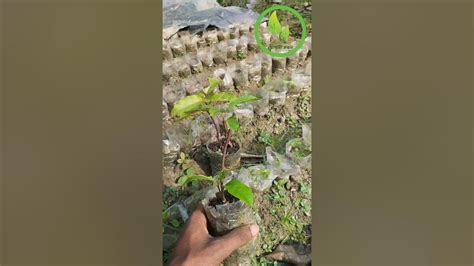 Passion Fruit Tang Fruit Anarkali Fruit Seedlings প্যাশান ফল