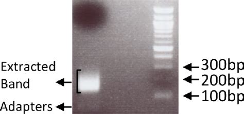 Figure 2 From Rna Seq Library Generation From Rare Human Cells Isolated