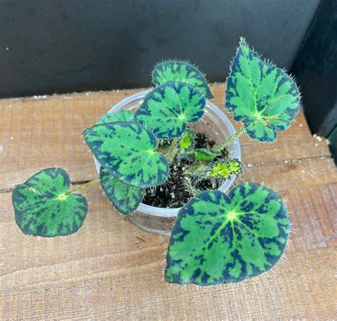 Rex Begonia Bowerae Aka Eyelash Begonia Includes A Free Surprise Plant