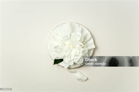 파스텔 배경 상단 보기에 흰색 접시에 흰색 모란 꽃과 꽃잎 0명에 대한 스톡 사진 및 기타 이미지 0명 개화기 구도 Istock