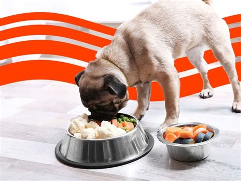 What Vegetables Can Dogs Eat Insurify