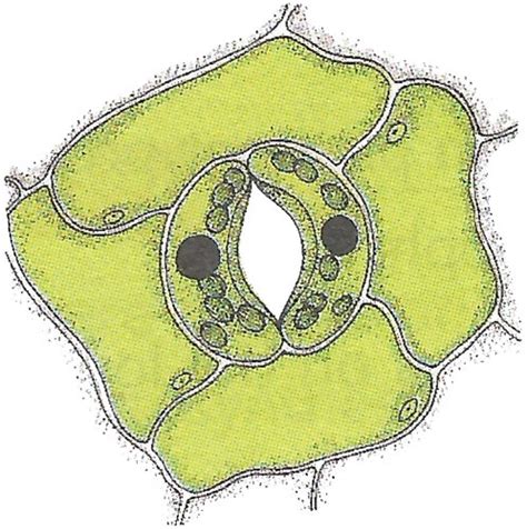 How Will You Show That Chlorophyll Is Necessary For KnowledgeBoat