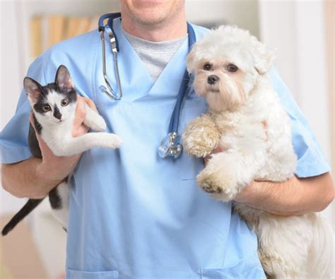 Fear Free Certified Slade Veterinary Hospital