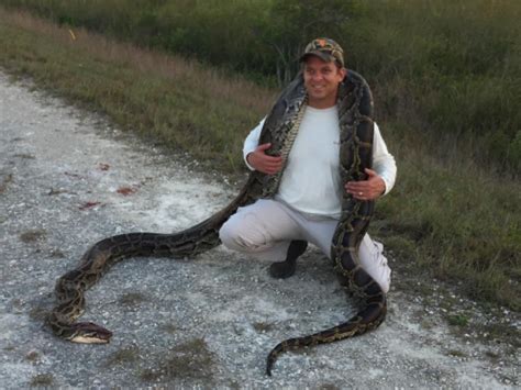 Pythons And Politicians Naked Politics