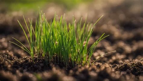 Discover The Secret How Long Does Grass Seed Take To Grow