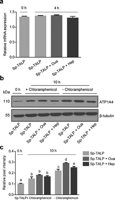 Effect Of Chloramphenicol On Atp1a4 Translation During Capacitation Of