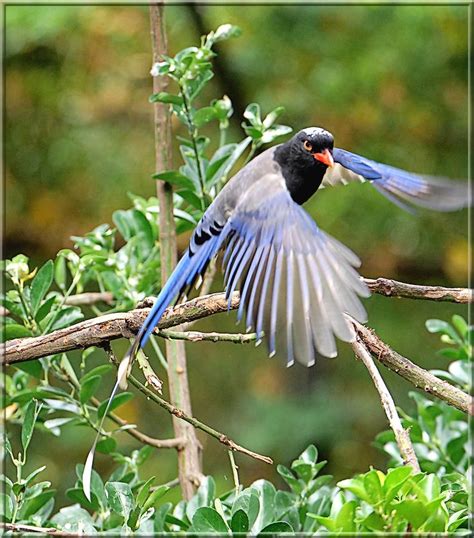L'oiseau bleu