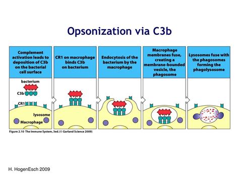 Ppt Complement Powerpoint Presentation Free Download Id740256