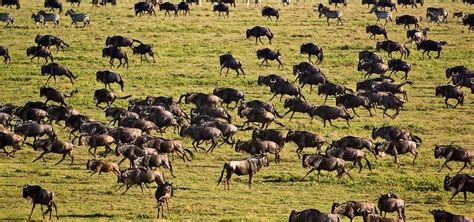 10 Facts About Serengeti National Park Serengeti Safaris Tanzania Tour