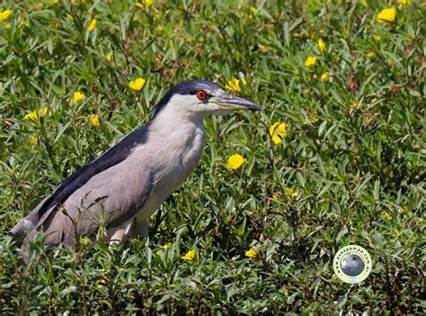 Garza Bruja Nycticorax Nycticorax Aves Argentinas