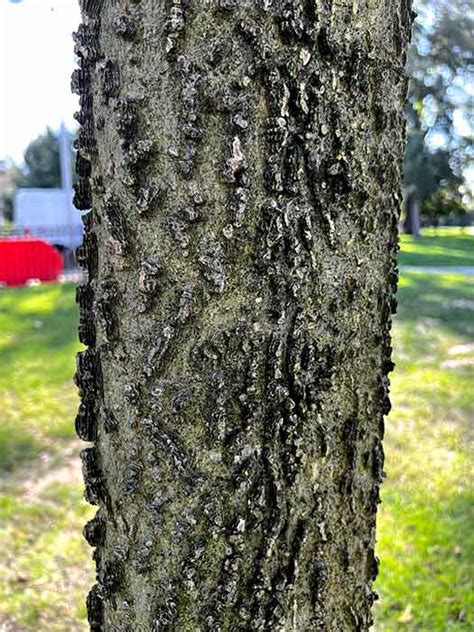 Hackberry Rowan University S Arboretum