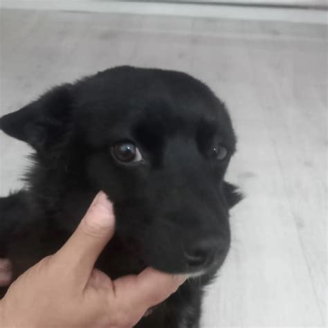 КС 4 лапы объявления ПОСТ ИНФОРМАЦИОННЫЙ АЛМАТЫ Потерялась собака в посёлке Рахат в июне