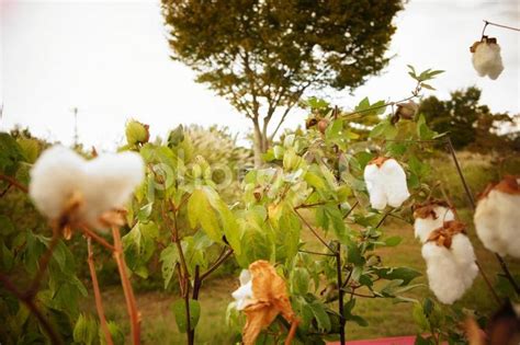 綿花 No 27529203｜写真素材なら「写真ac」無料（フリー）ダウンロードok