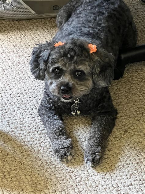 Happy Pup 🐾 Rcavapoo