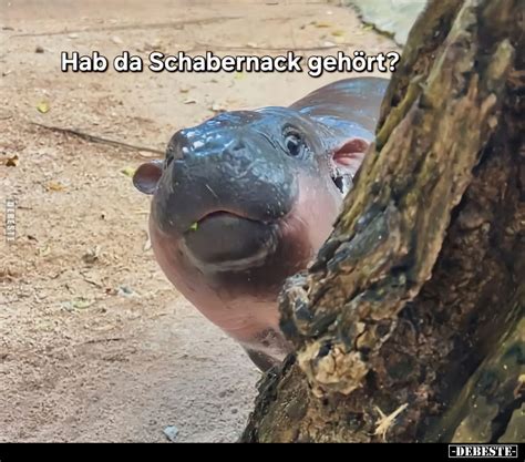 Hab Da Schabernack Gehört Debeste De