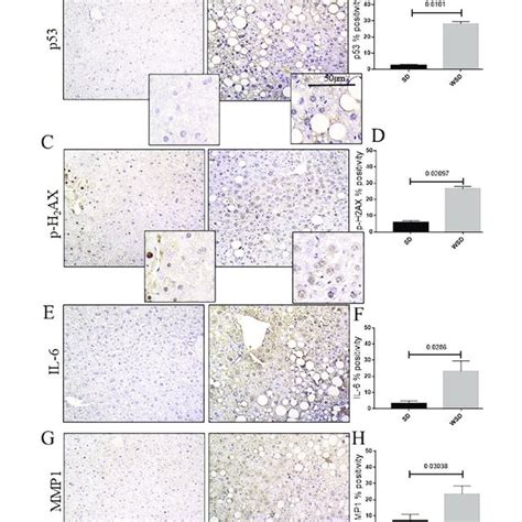 A C Immunohistochemistry For P53 And P H2ax Upper Original