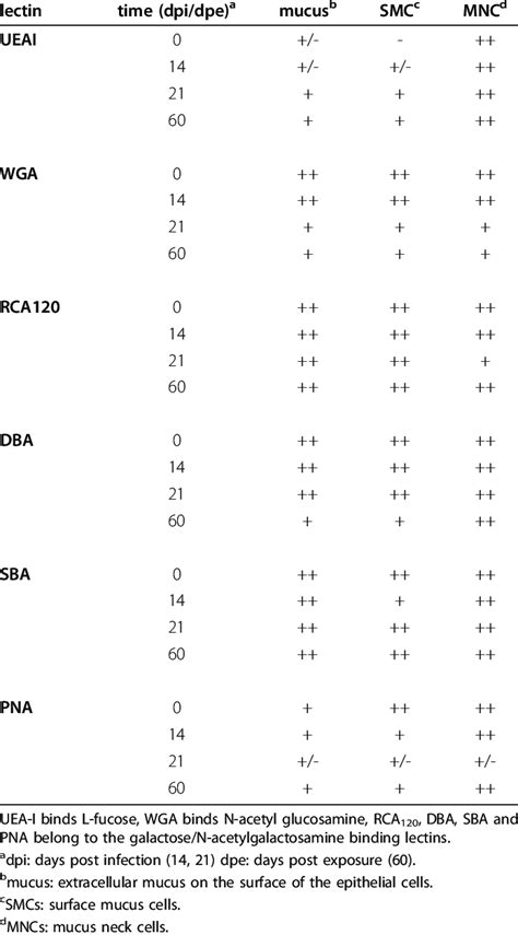Lectin Staining Subjectively Described From Very Strong To Download Table
