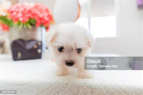 Portret 하얀 솜털 모피를 가진 귀여운 작은 개 Bichon Maltes는 가정 내부의 밝은 배경에 재미있게 포즈를 취하고