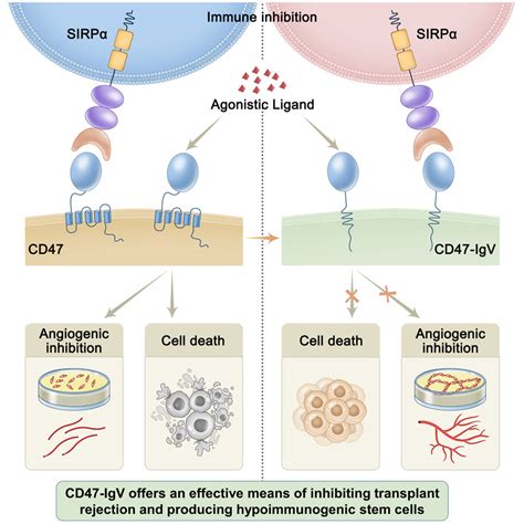 Expression Of A Mutant Cd47 Protects Against Phagocytosis Without