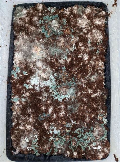 Green Mold Contamination Aka Trichoderma Artofit