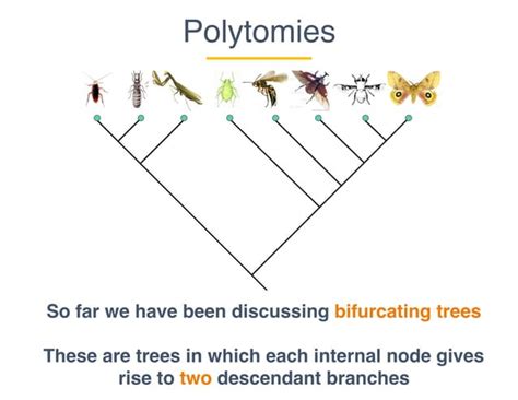 Microbial Diversity Part 3 Reading Phylogenetic Trees Pdf