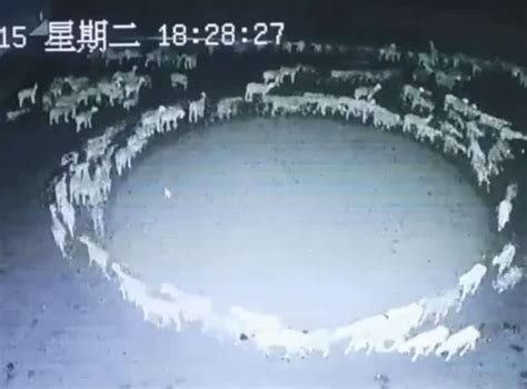 Bizarre Video Shows Huge Flock Of Sheep In China Circling Around 12