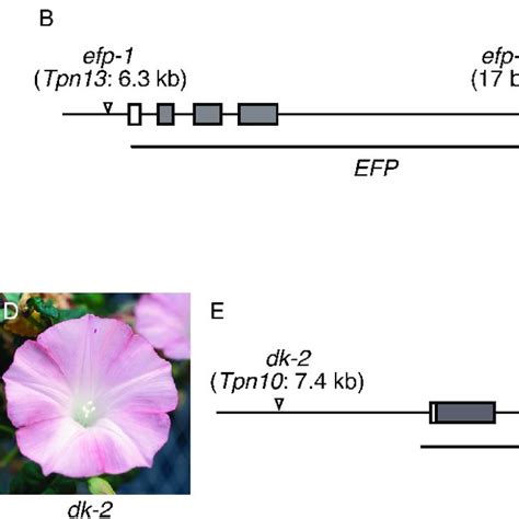 Flower Phenotypes Of Flower Hue Mutants And The Genomic Structure Of
